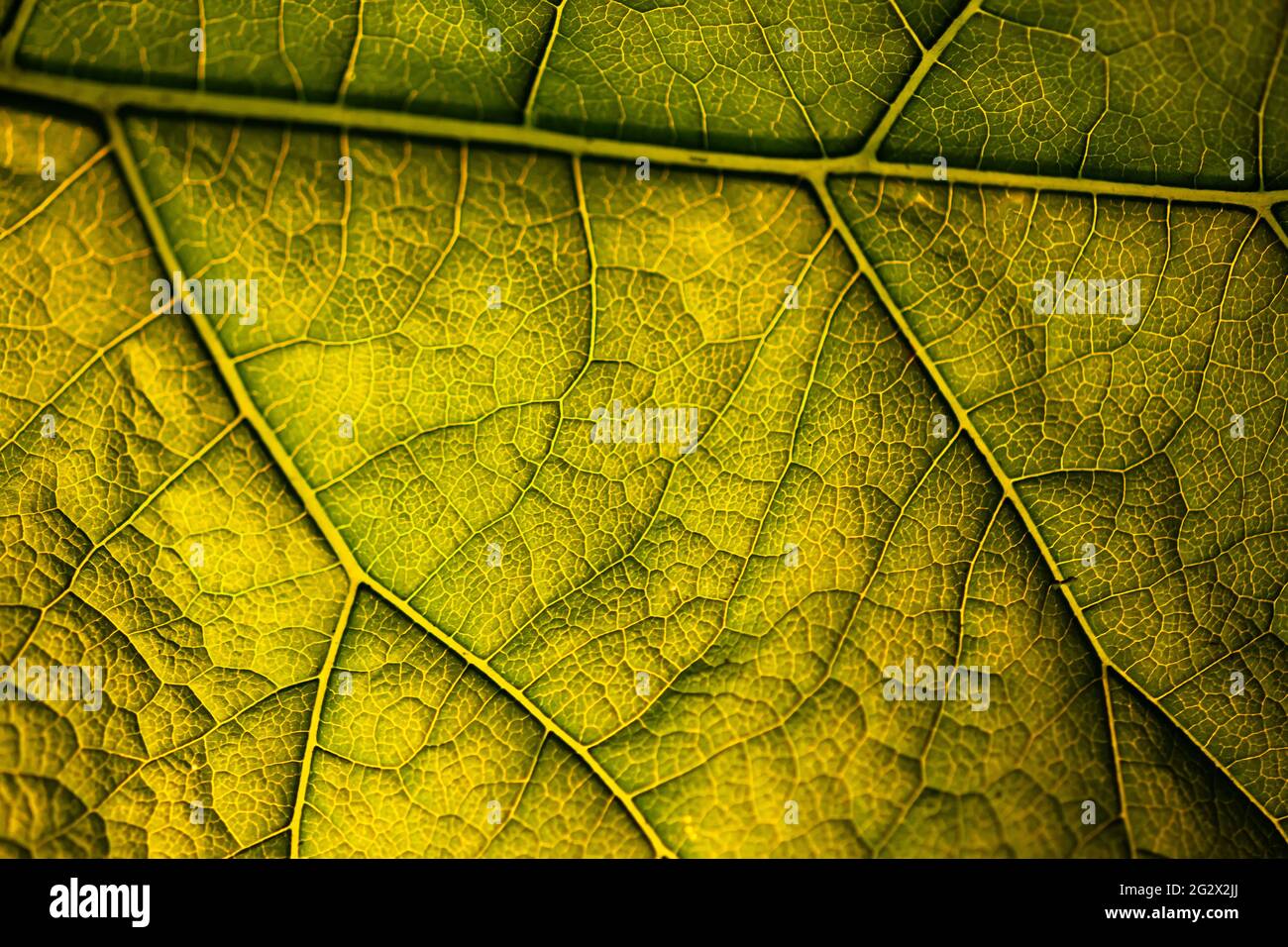 Sunlight through a large close-up sheet. Copy space Stock Photo - Alamy