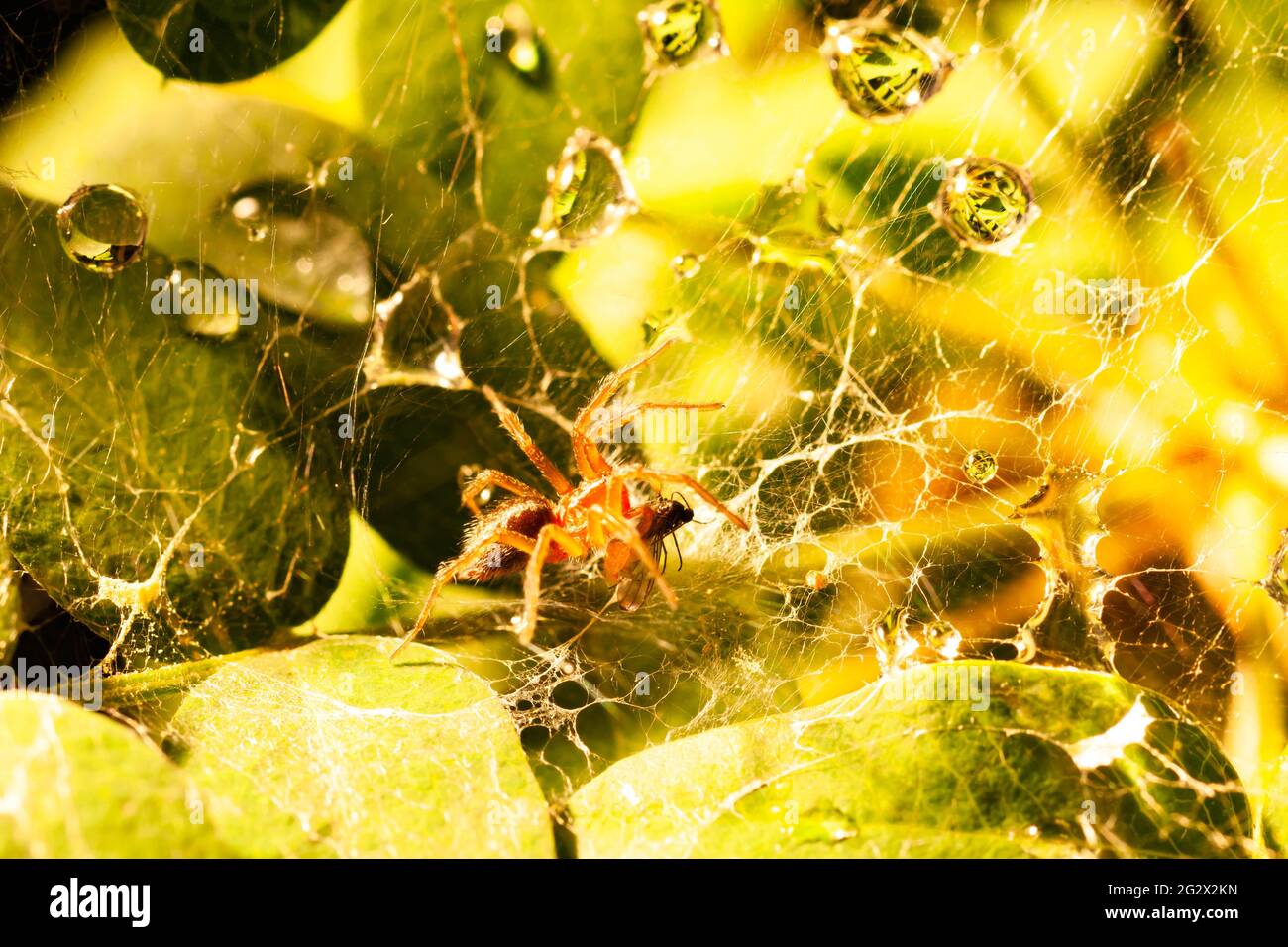 Spider in the cobweb hi-res stock photography and images - Alamy