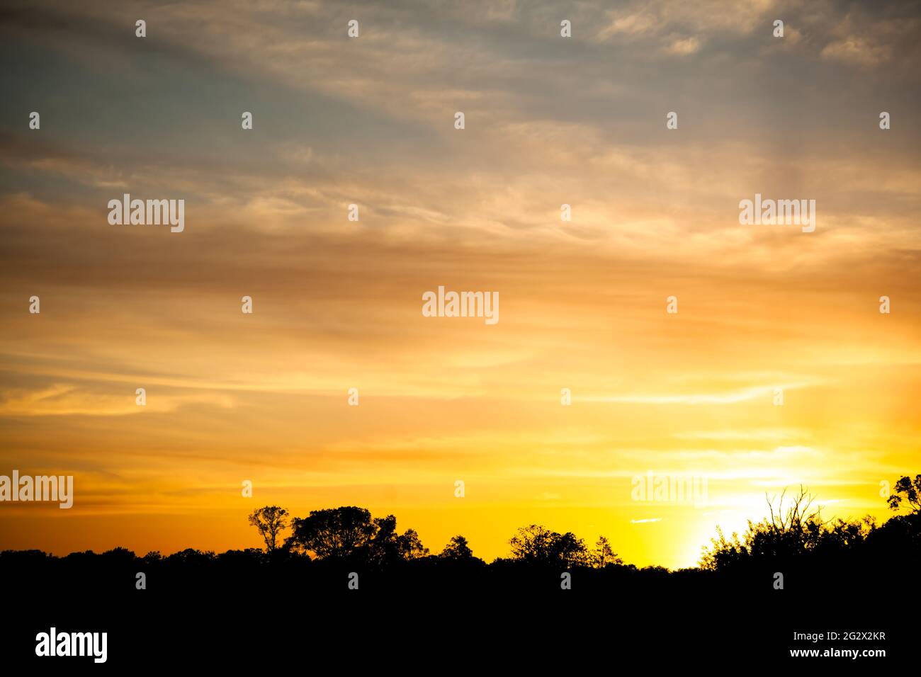sunset above trees, tree silhouettes, used as background or texture ...