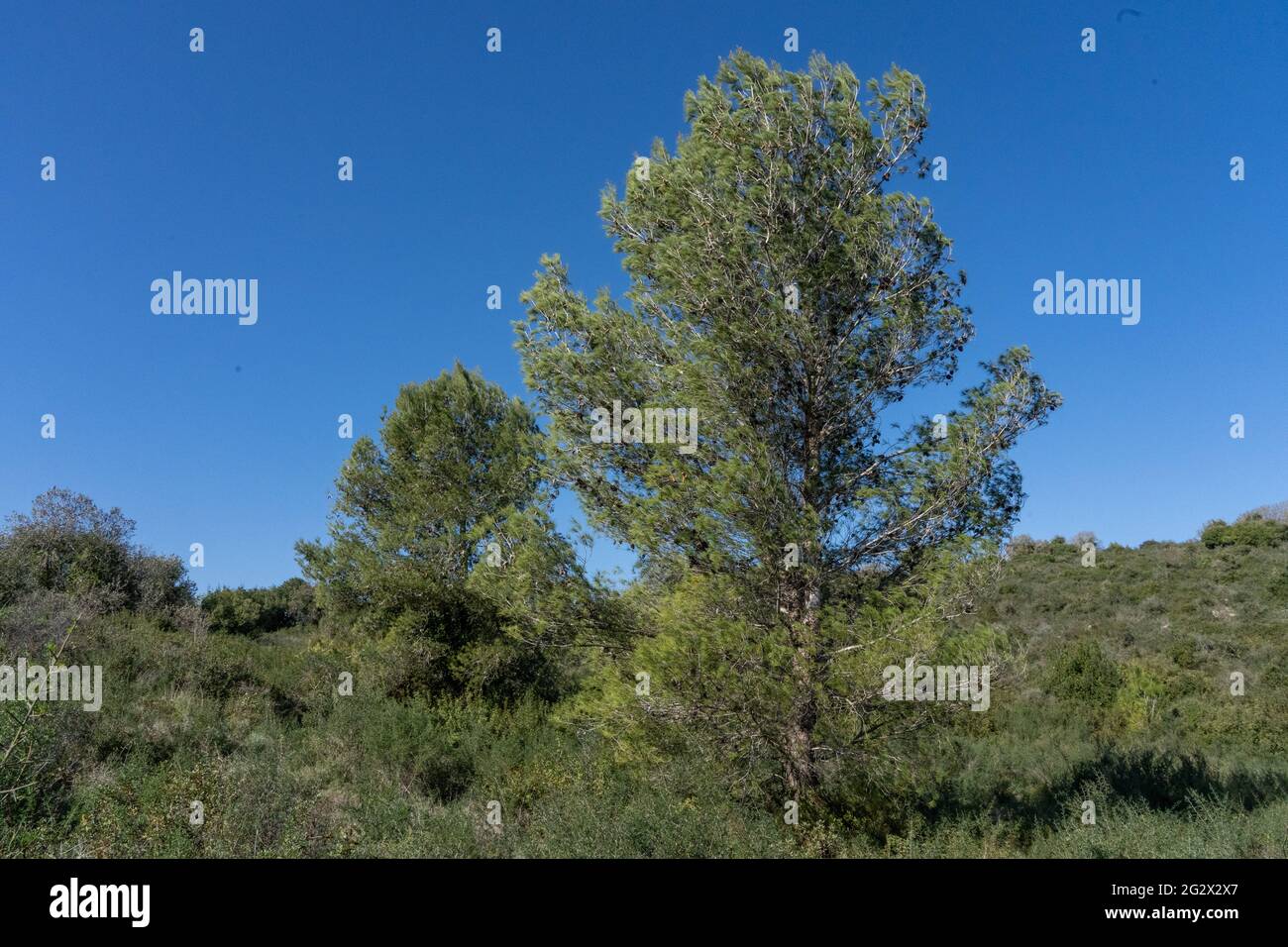 Cypress tree carmel hi-res stock photography and images - Alamy