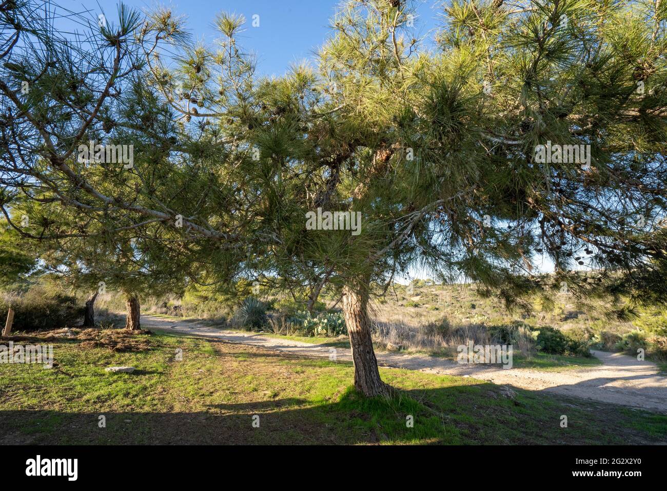 Pine tree forest on Mount Carmel, Israel Stock Photo - Alamy