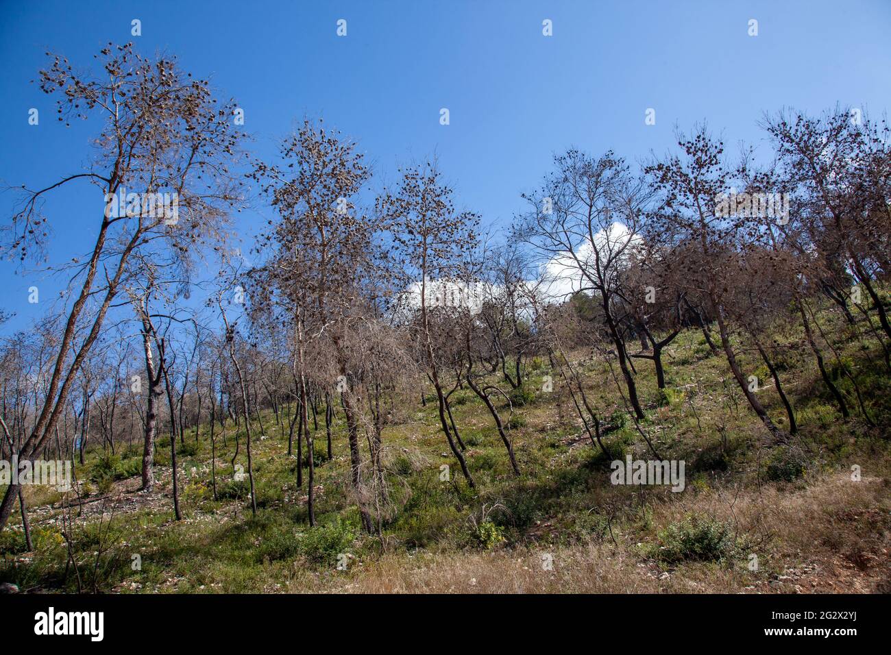 Pine tree forest on Mount Carmel, Israel Stock Photo - Alamy