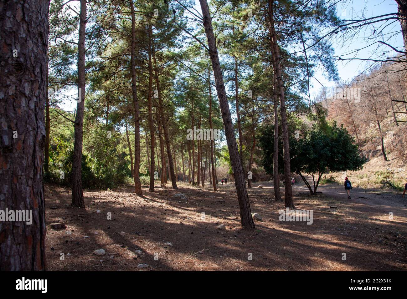 Pine tree forest on Mount Carmel, Israel Stock Photo - Alamy