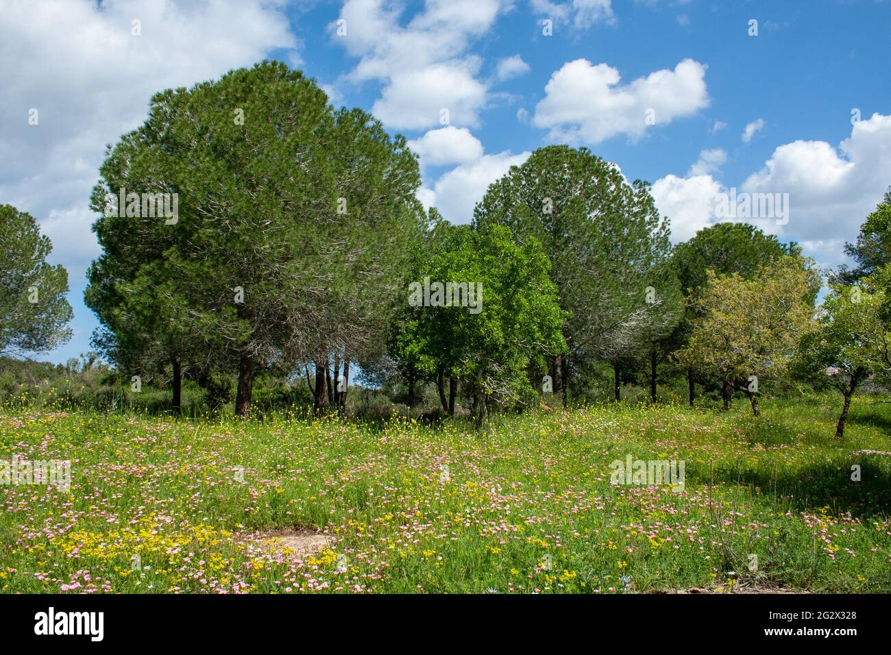 Pine tree forest on Mount Carmel, Israel Stock Photo - Alamy