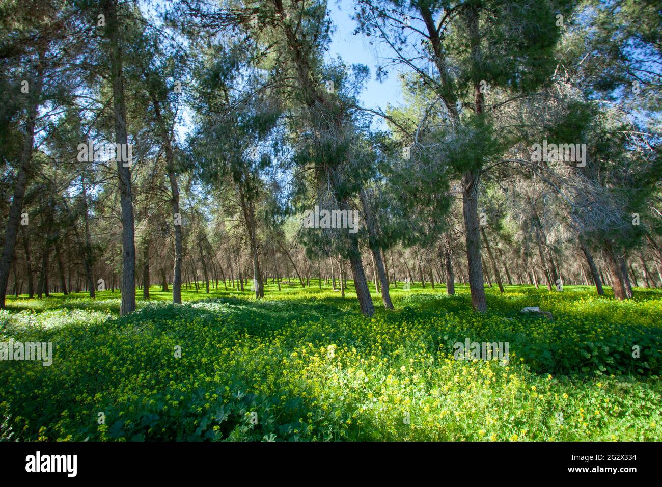 Pine tree forest on Mount Carmel, Israel Stock Photo - Alamy