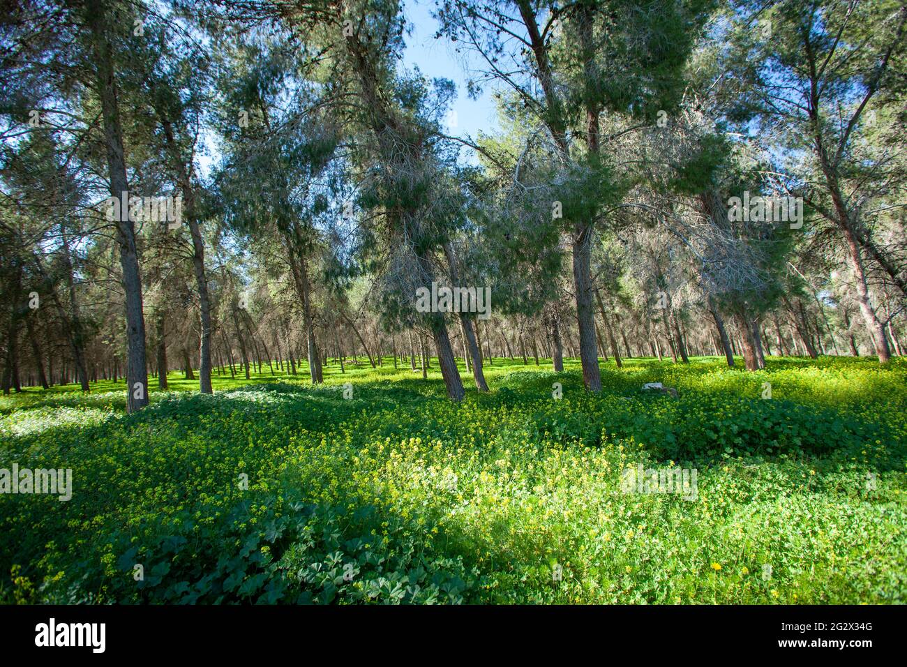 Pine tree forest on Mount Carmel, Israel Stock Photo - Alamy