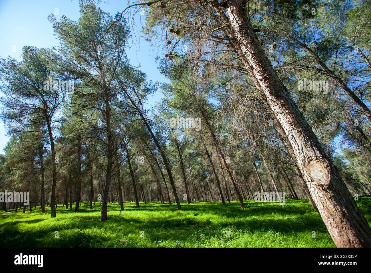Pine tree forest on Mount Carmel, Israel Stock Photo - Alamy