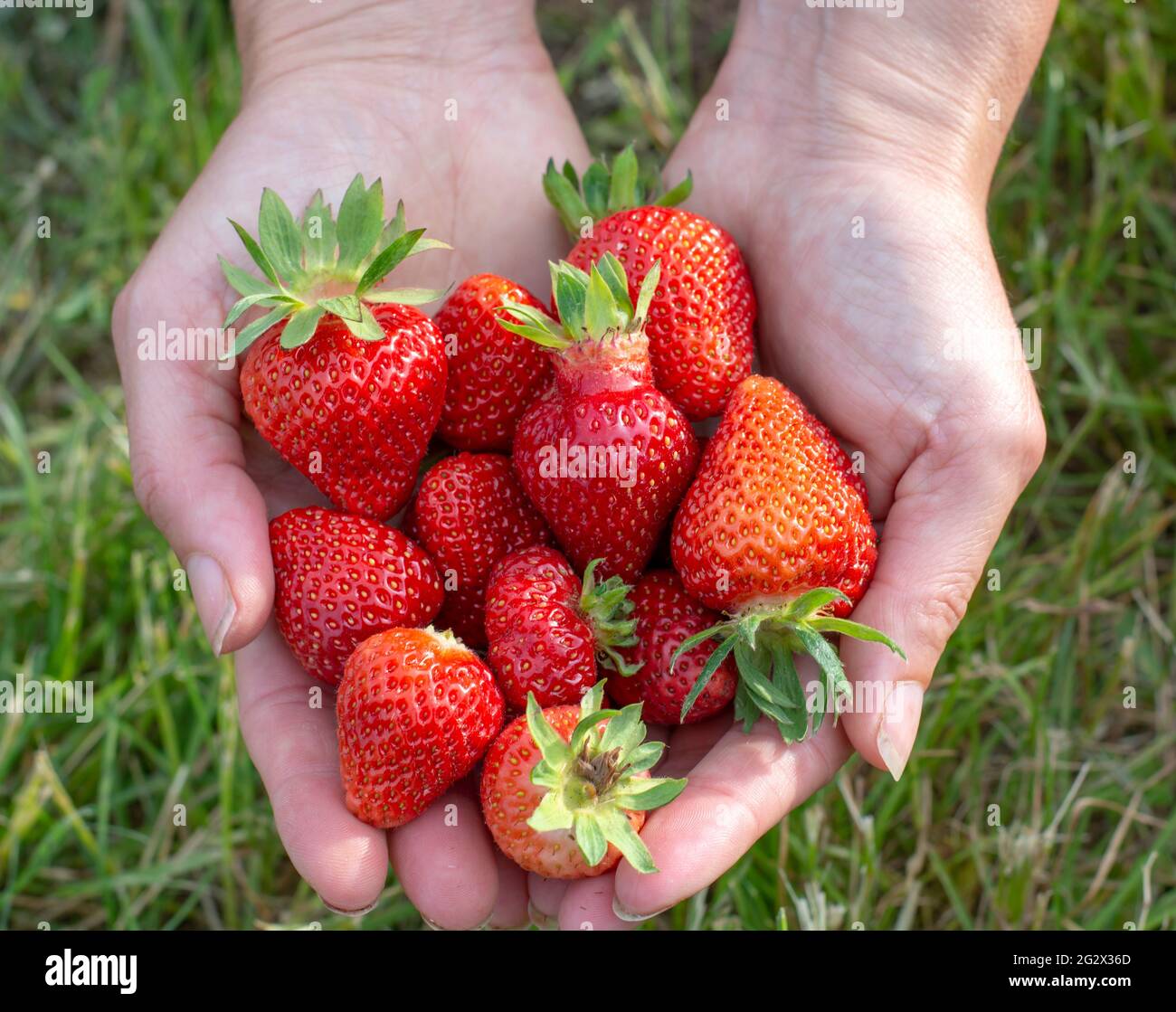 Hand picking strawberries hi-res stock photography and images - Alamy