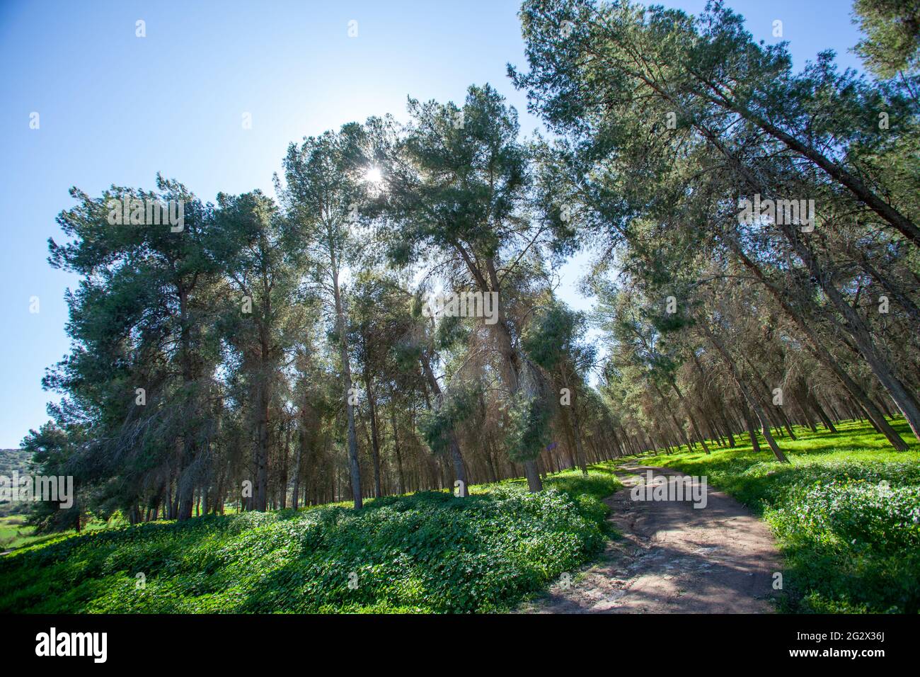 Pine tree forest on Mount Carmel, Israel Stock Photo - Alamy