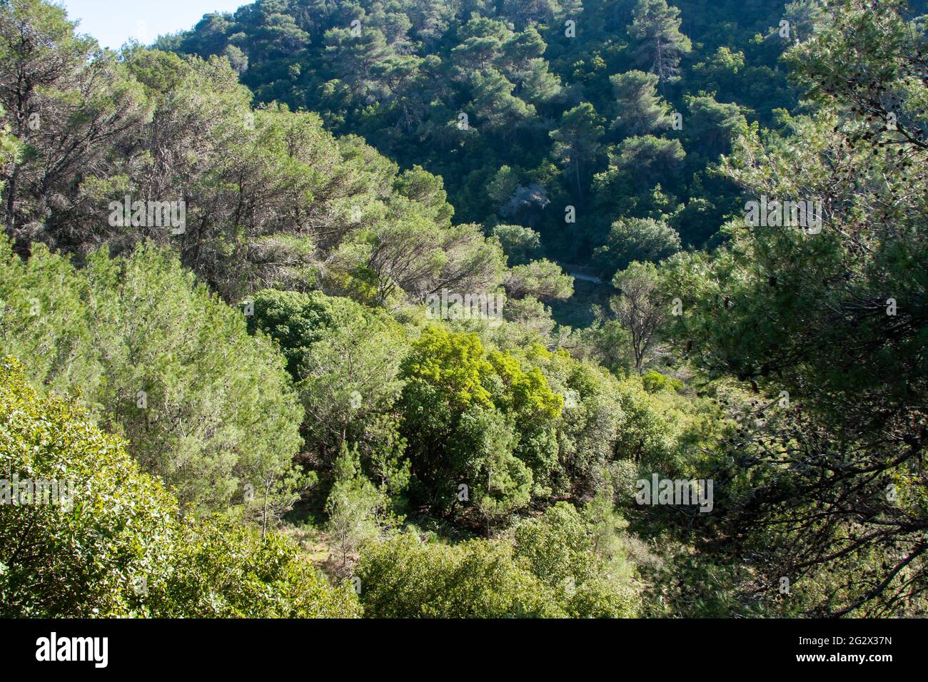 Pine tree forest on Mount Carmel, Israel Stock Photo - Alamy