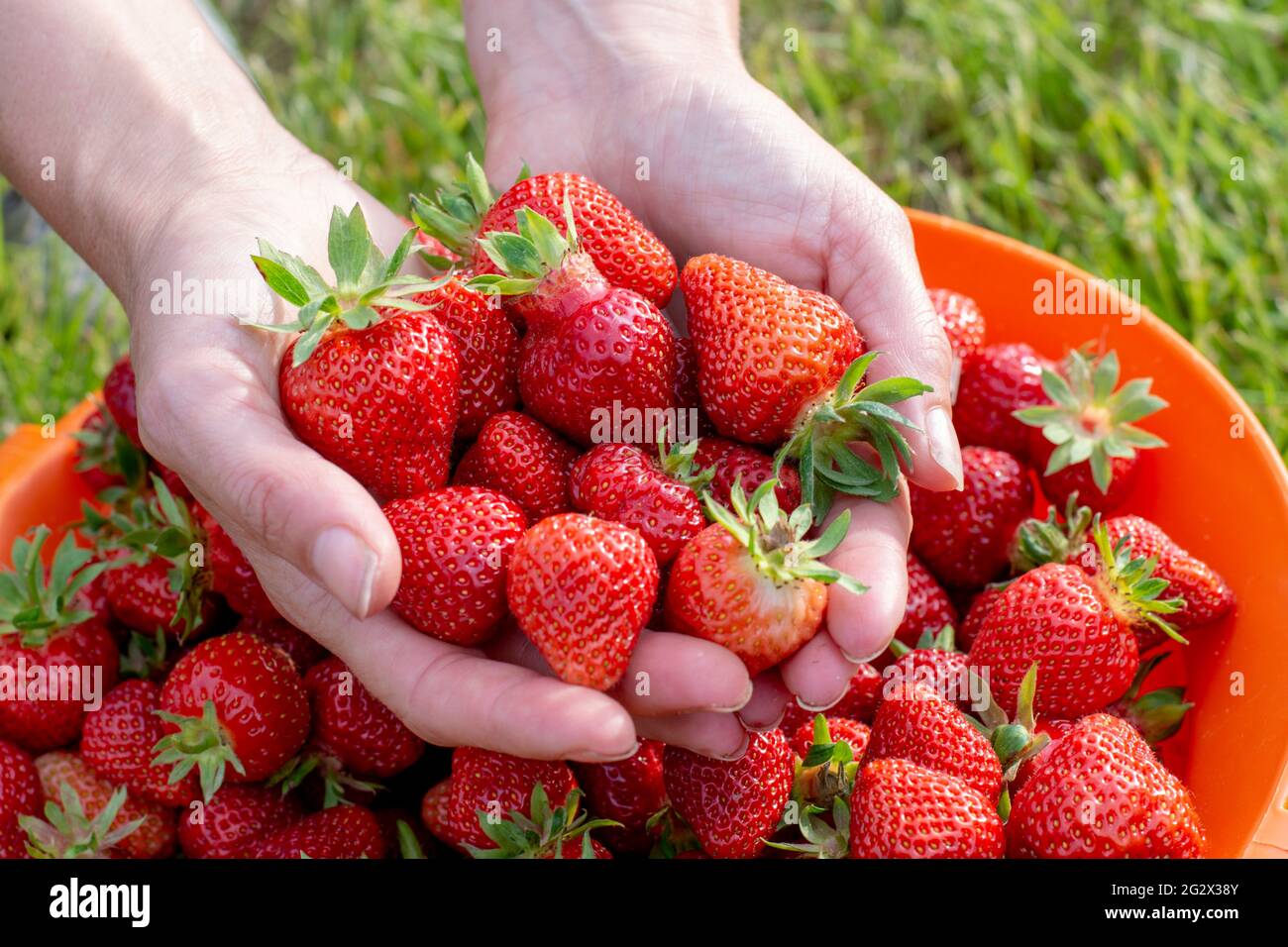Hand picking strawberries hi-res stock photography and images - Alamy