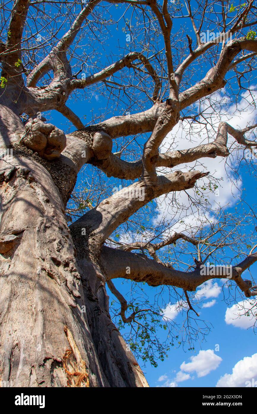Baobab Tree Tarangire National Park is a national park in Tanzania's ...