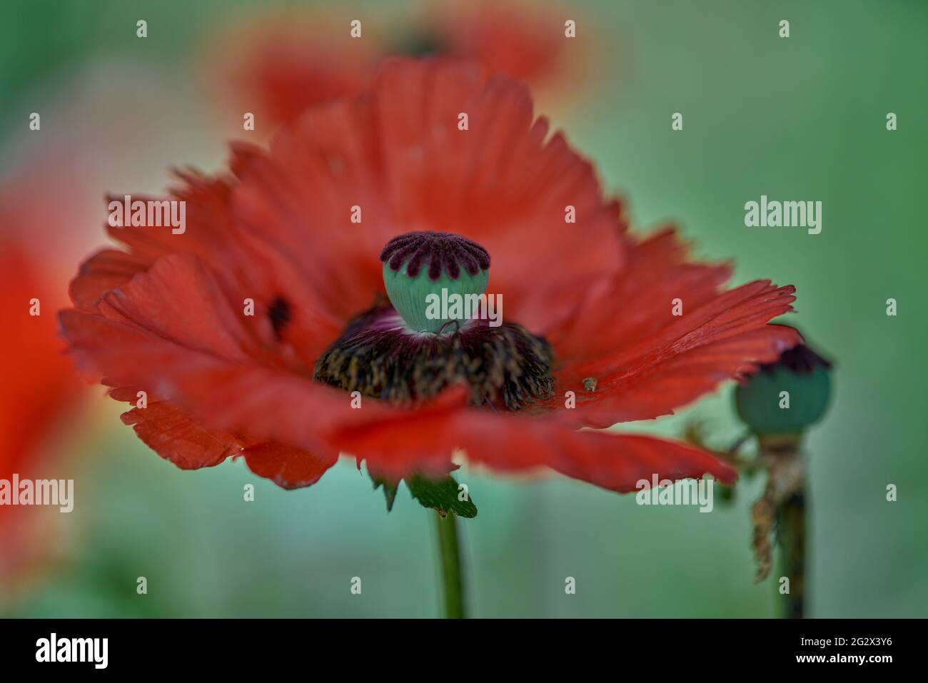 Lush red oriental poppy Papaver orientale close up beautiful delicate ...