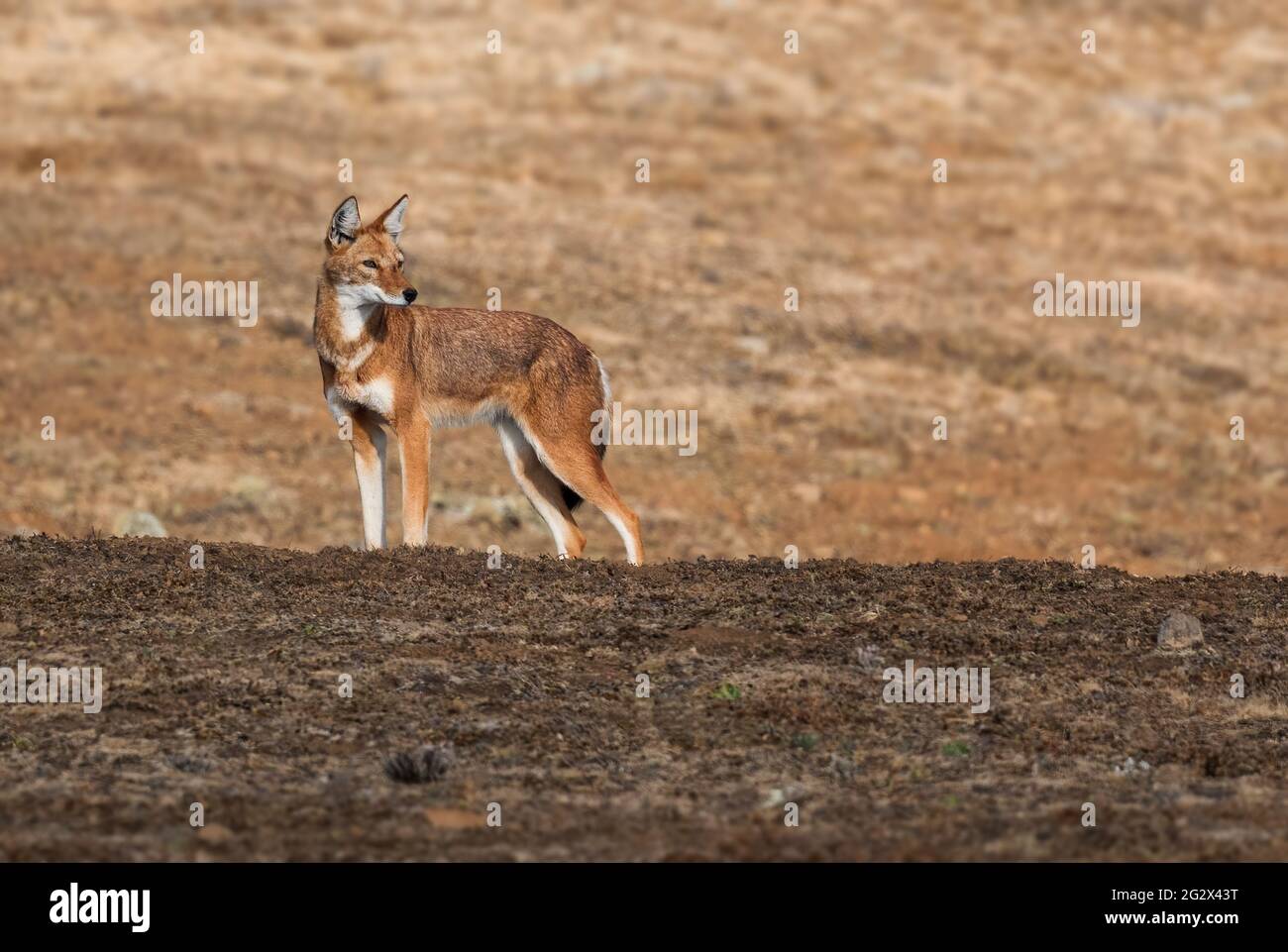 Simien fox hi-res stock photography and images - Alamy