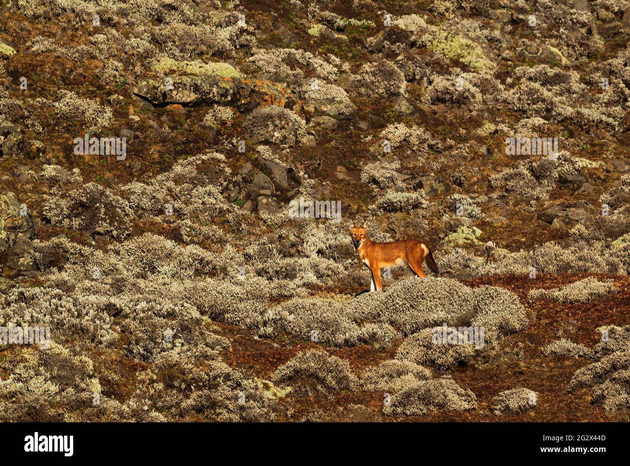 Simien fox hi-res stock photography and images - Alamy