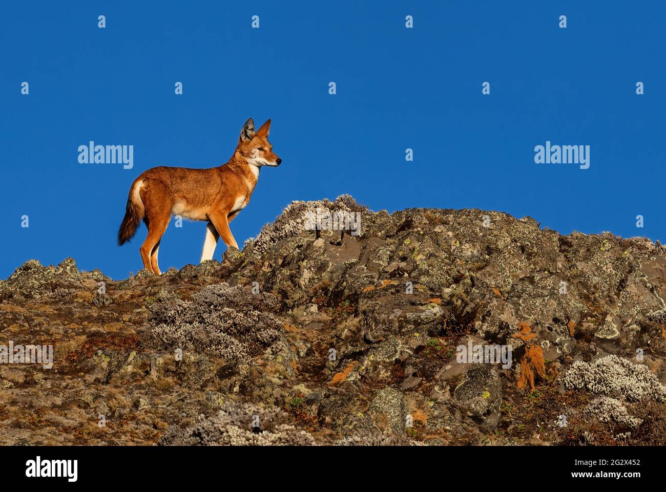 Simien fox hi-res stock photography and images - Alamy