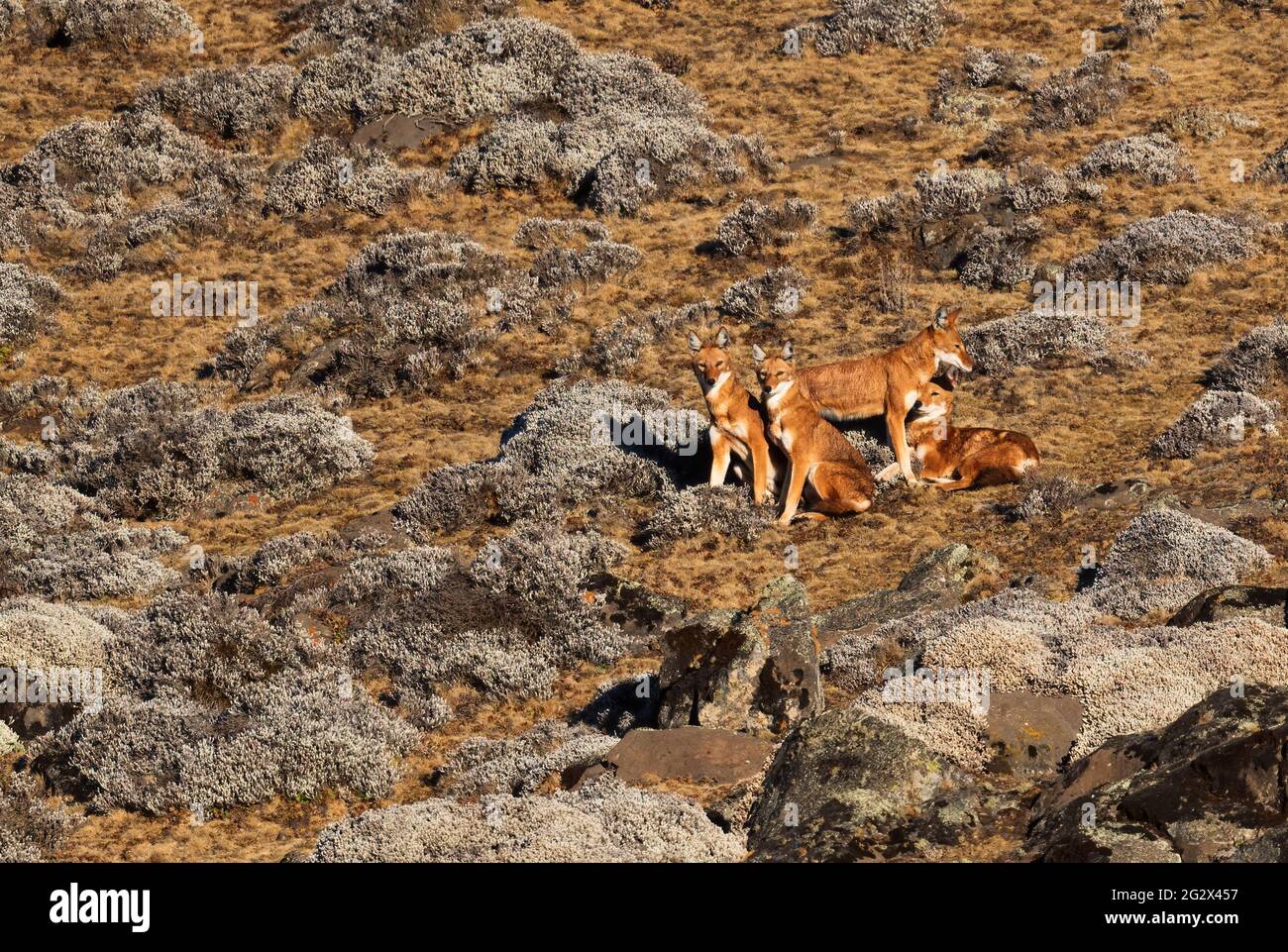 Simien fox hi-res stock photography and images - Alamy