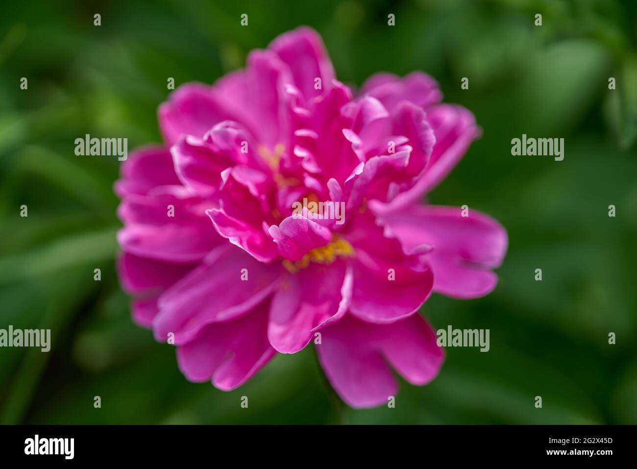 Lush,abundand colorful peony close up Paeonia lactiflora Stock Photo ...