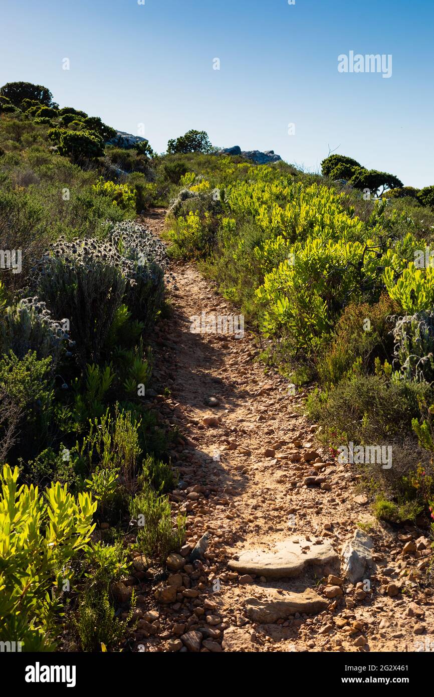 Dirt Track hiking paths on top of a mountain by the coast of Cape Town ...