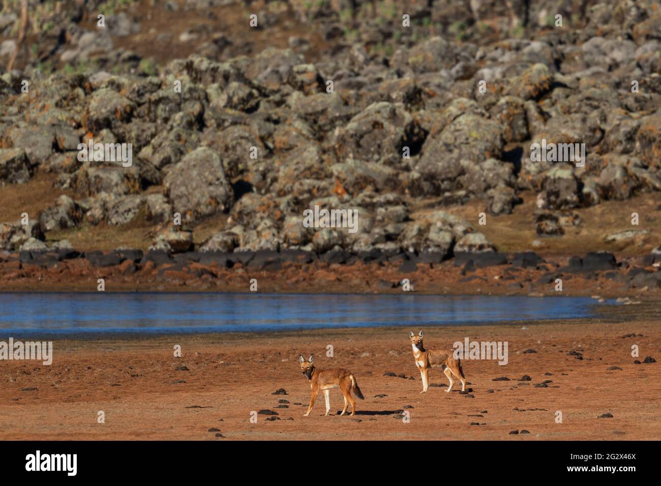 Simien fox hi-res stock photography and images - Alamy