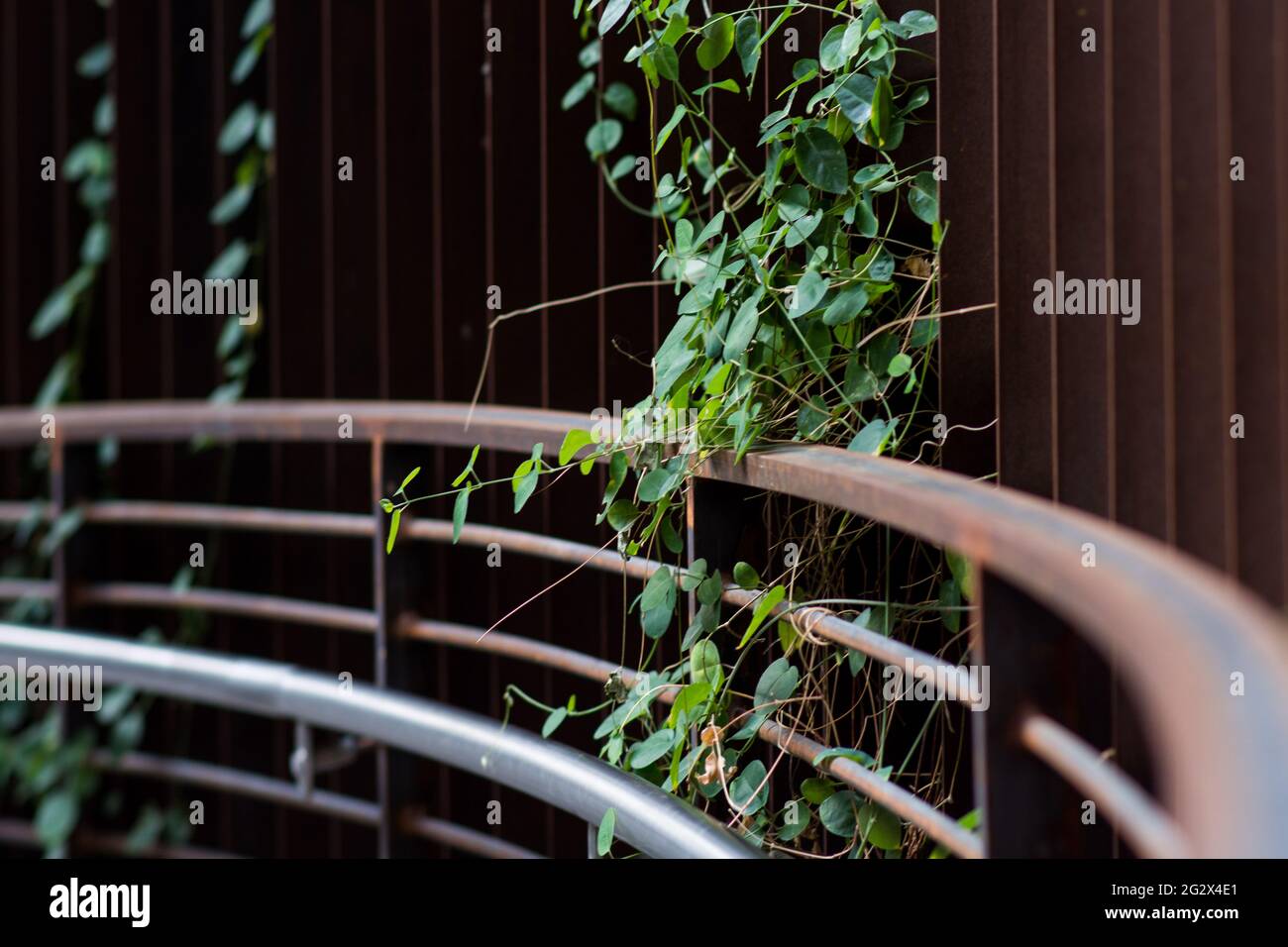 Crawling vine hi-res stock photography and images - Alamy