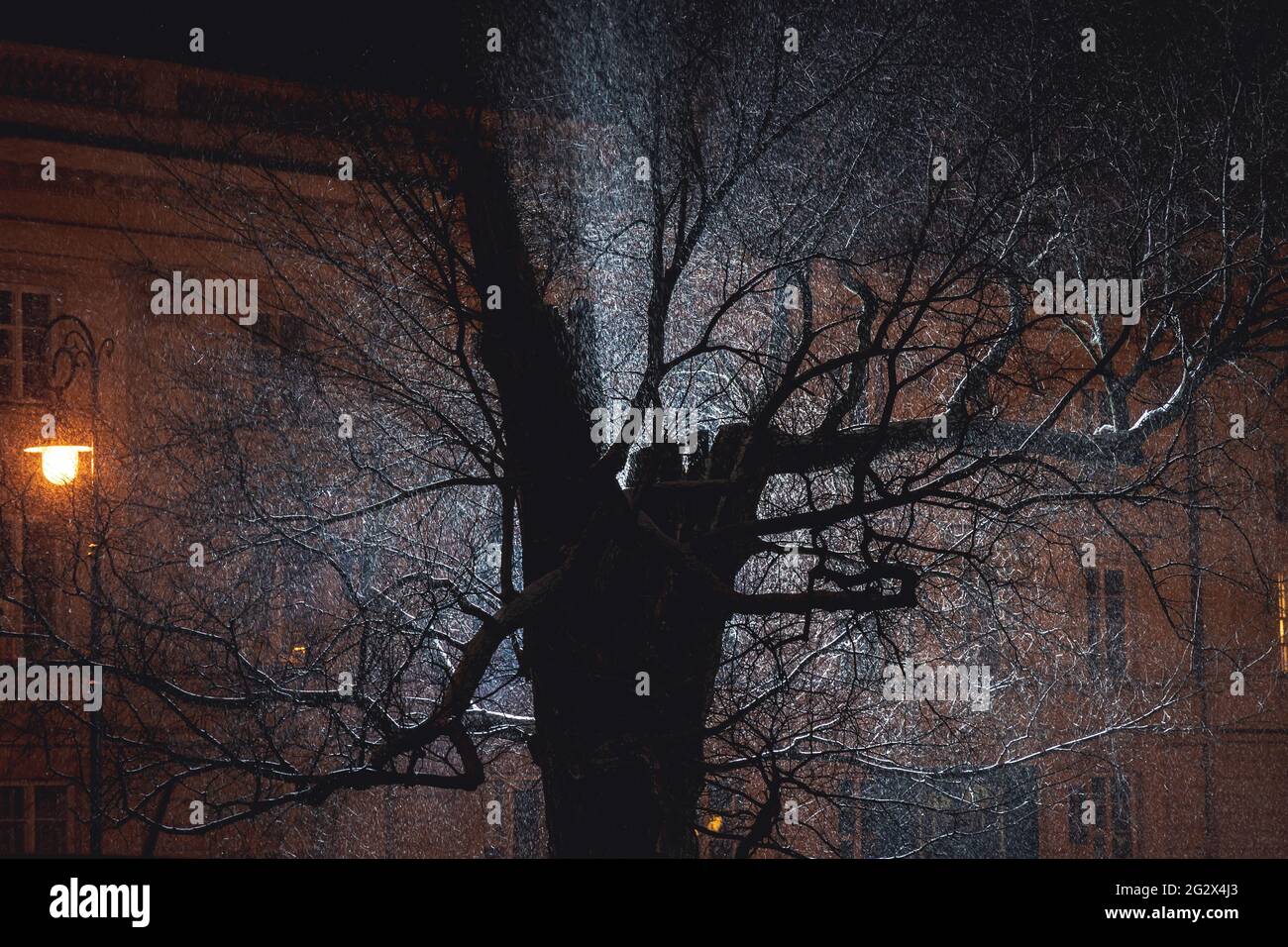 Snow is falling against a wide tree in Warsaw, Polan Stock Photo - Alamy