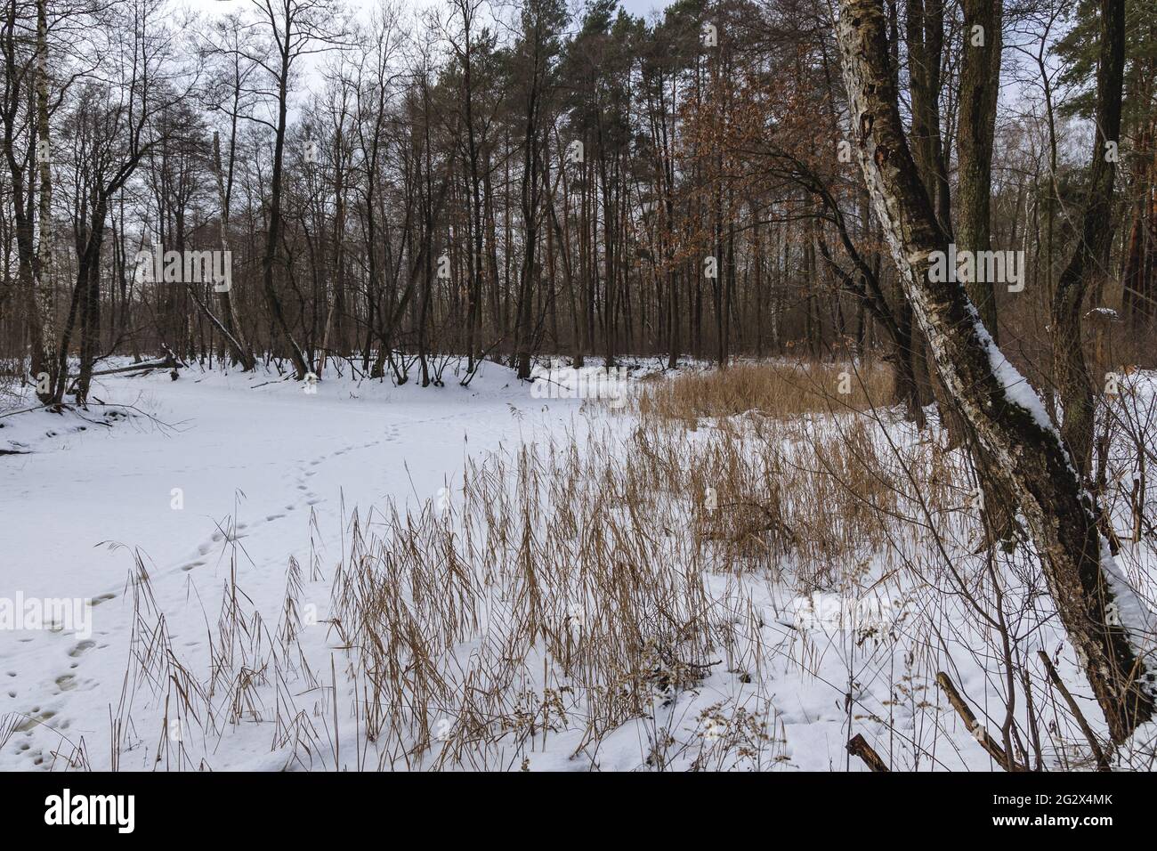 Kampinos Forest National Park near Warsaw during winter, Masovia region ...