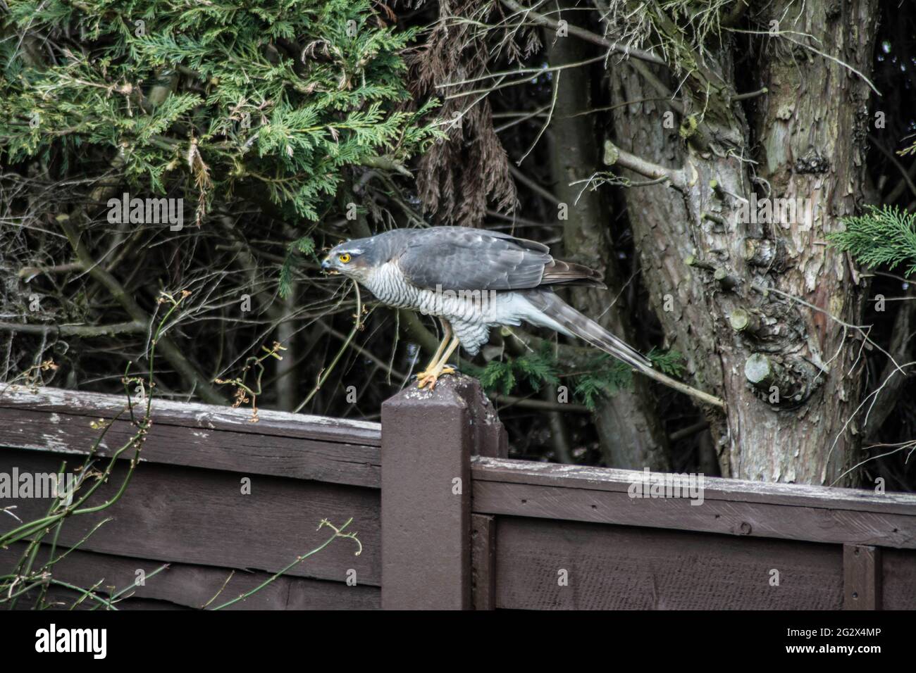 The bone sparrow hi-res stock photography and images - Alamy