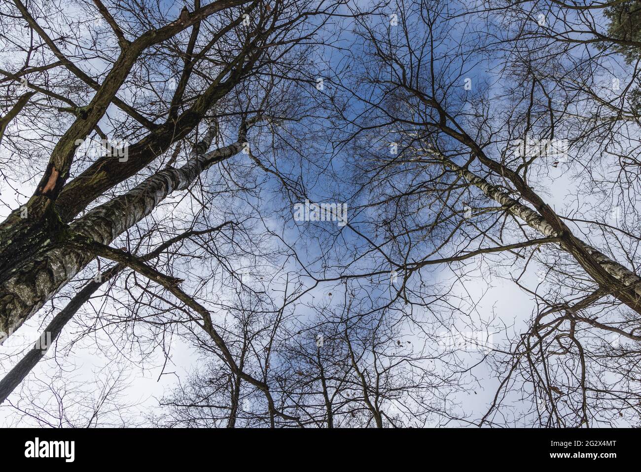 Birch trees in Kampinos Forest National Park near Warsaw, Masovia ...