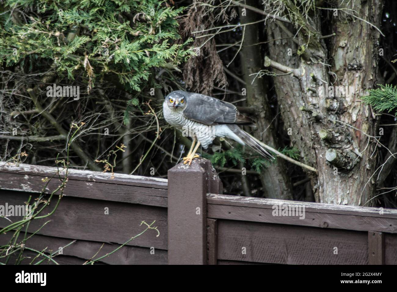 The bone sparrow hi-res stock photography and images - Alamy