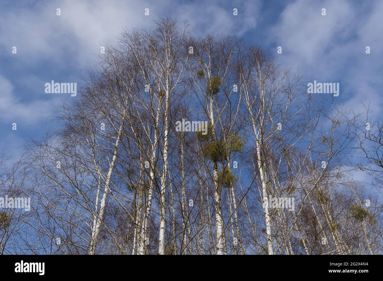 Mistletoes on a birch trees in Kampinos Forest National Park near ...