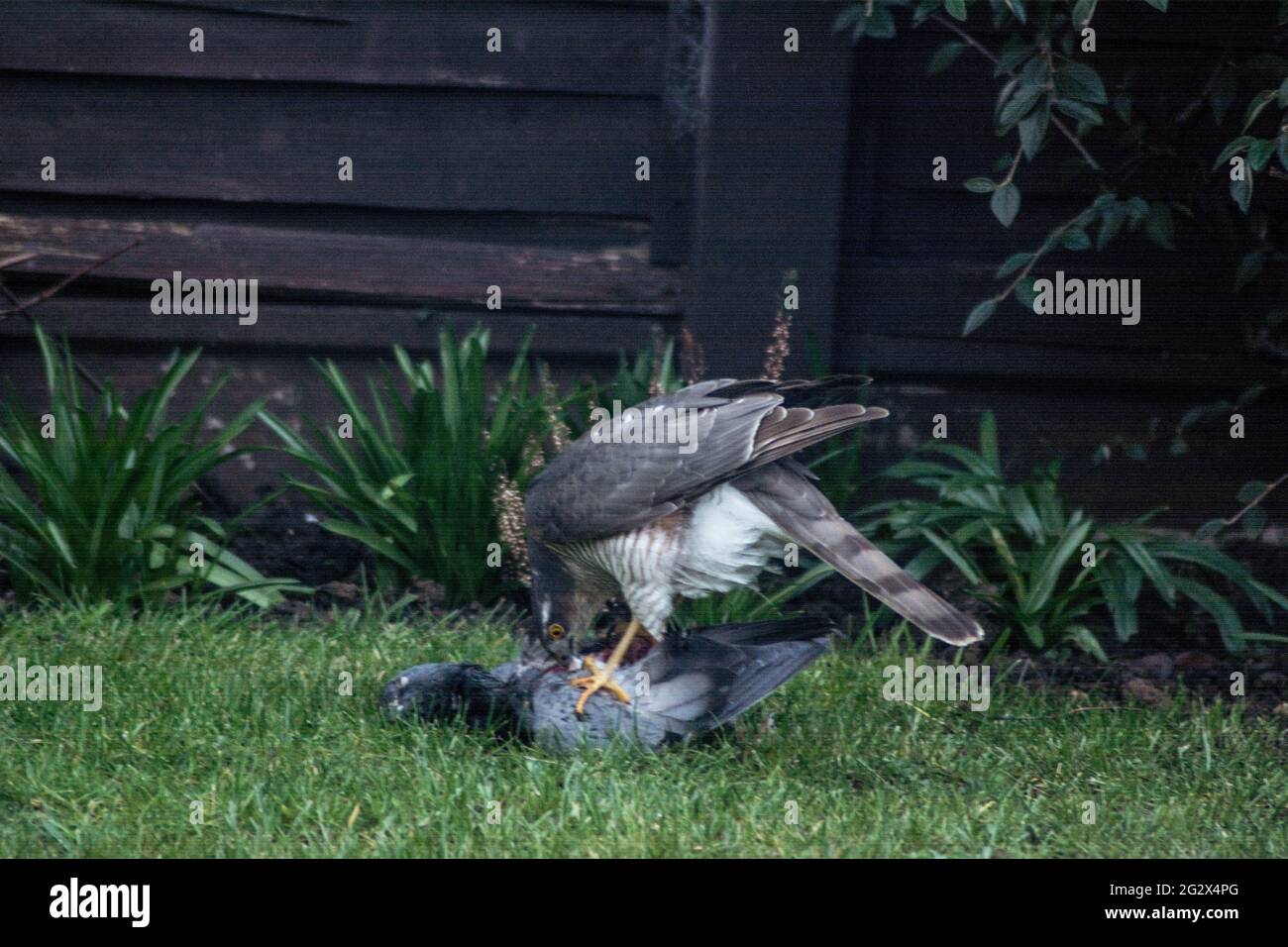 The bone sparrow hi-res stock photography and images - Alamy