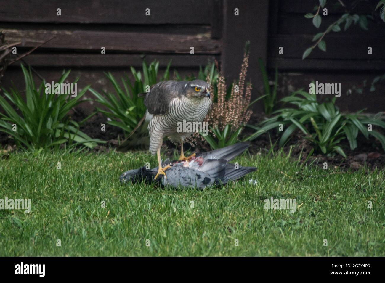 The bone sparrow hi-res stock photography and images - Alamy
