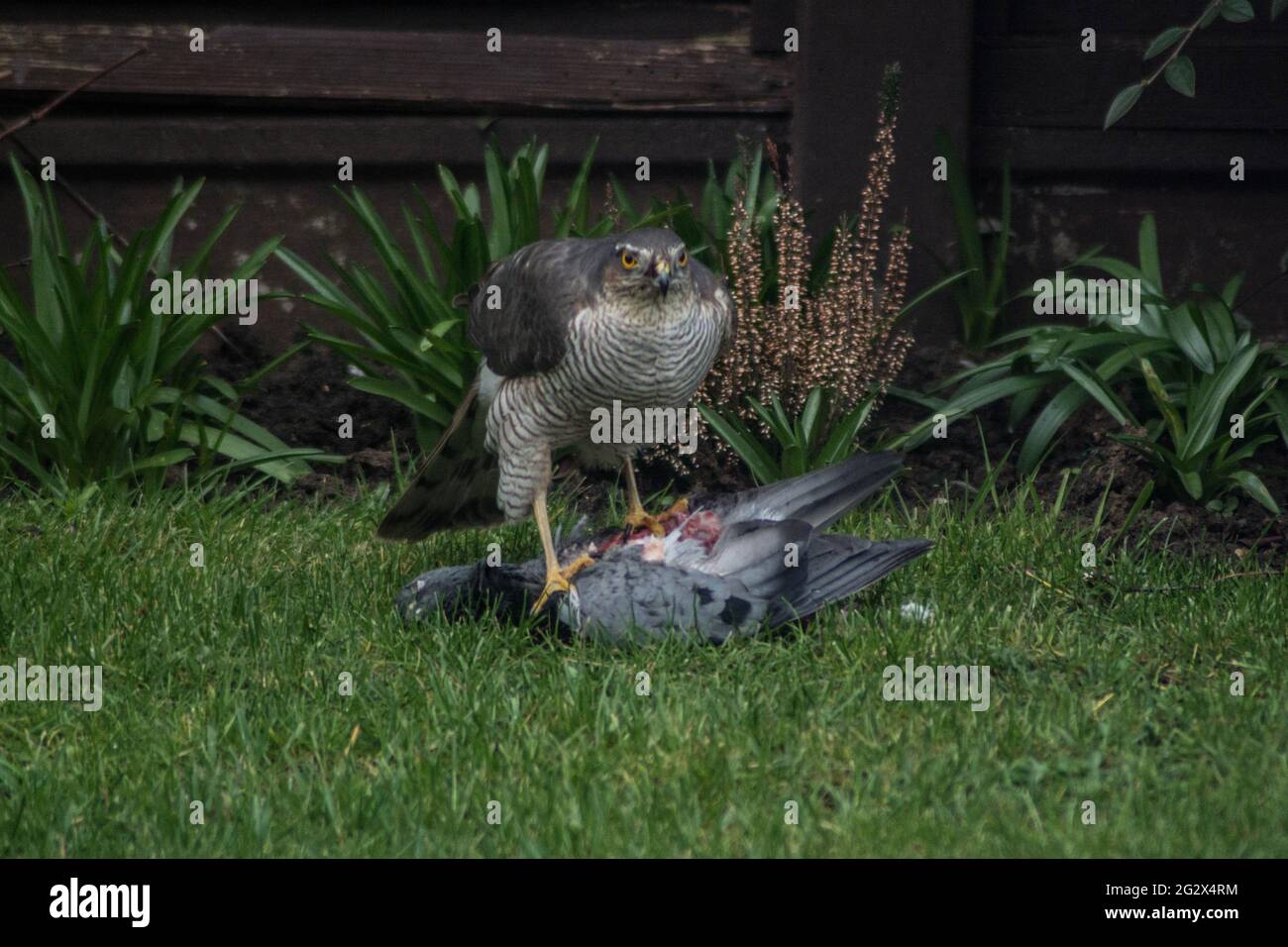 Sparrow hawk attack hi-res stock photography and images - Alamy