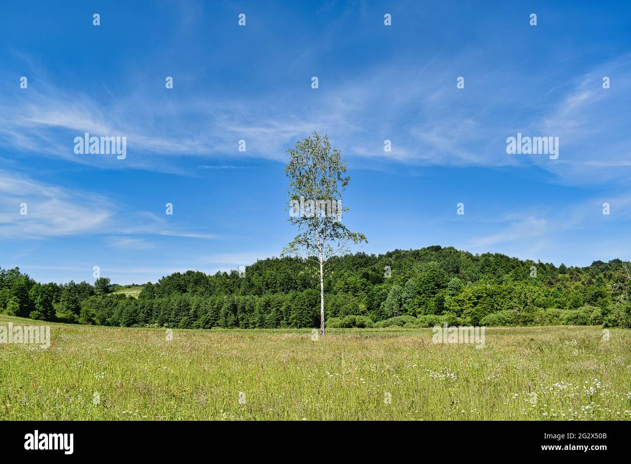 Single tree in middle of meadow Stock Photo - Alamy