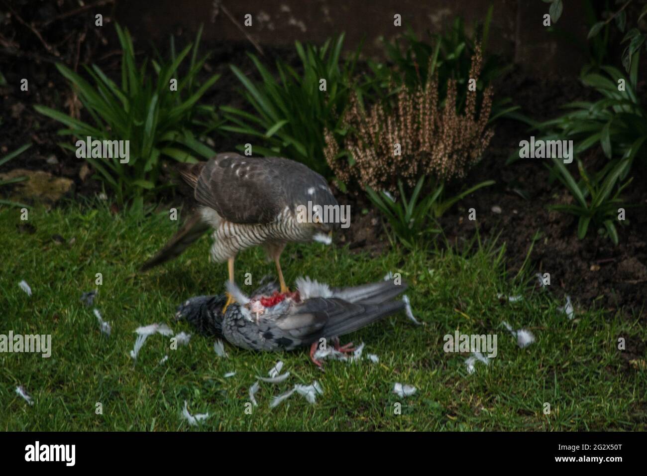 The bone sparrow hi-res stock photography and images - Alamy