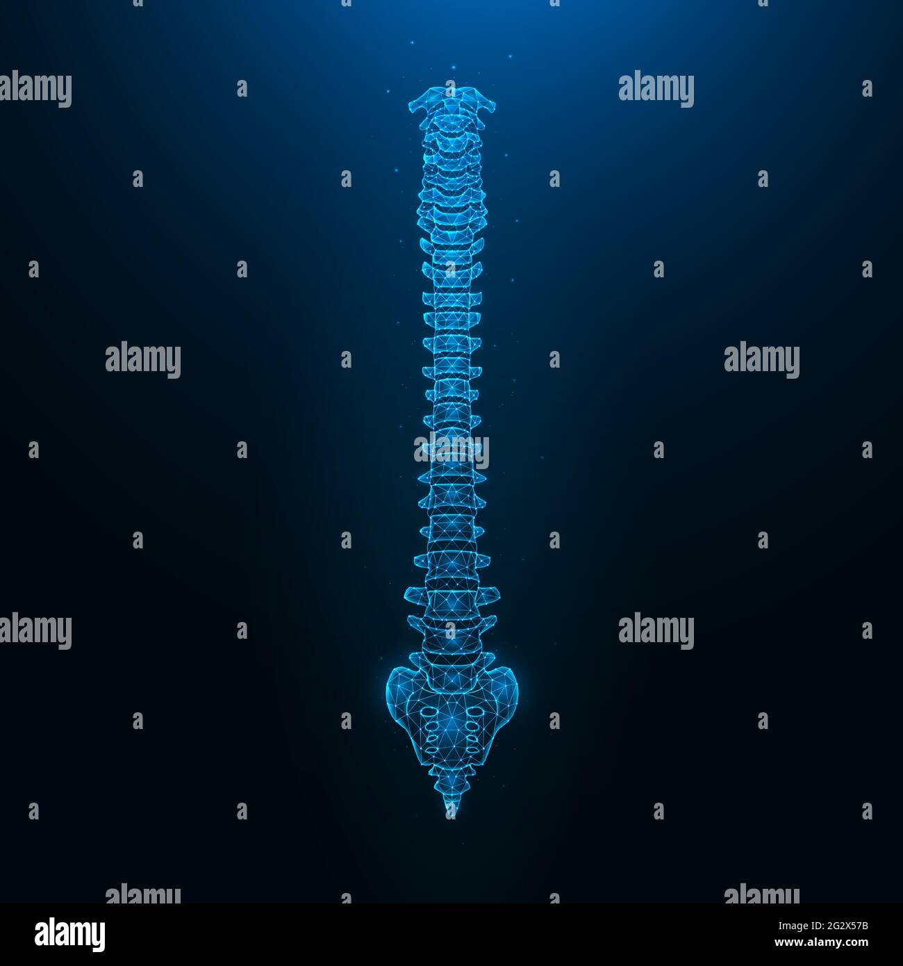 Polygonal vector illustration of a healthy human spine. Spine anatomy ...