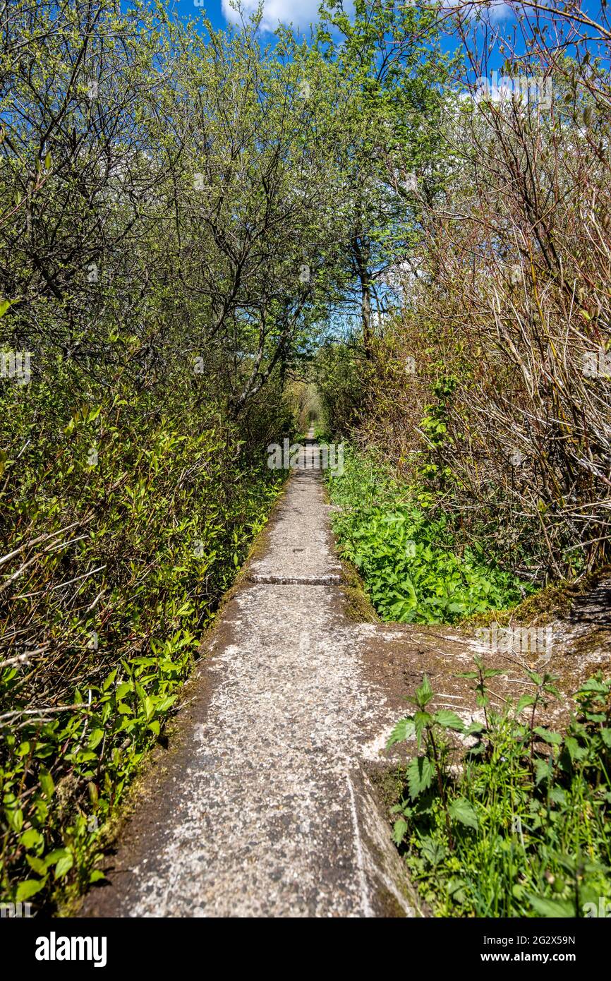 Walking trail along the historic tank traps along the Westwall near the ...