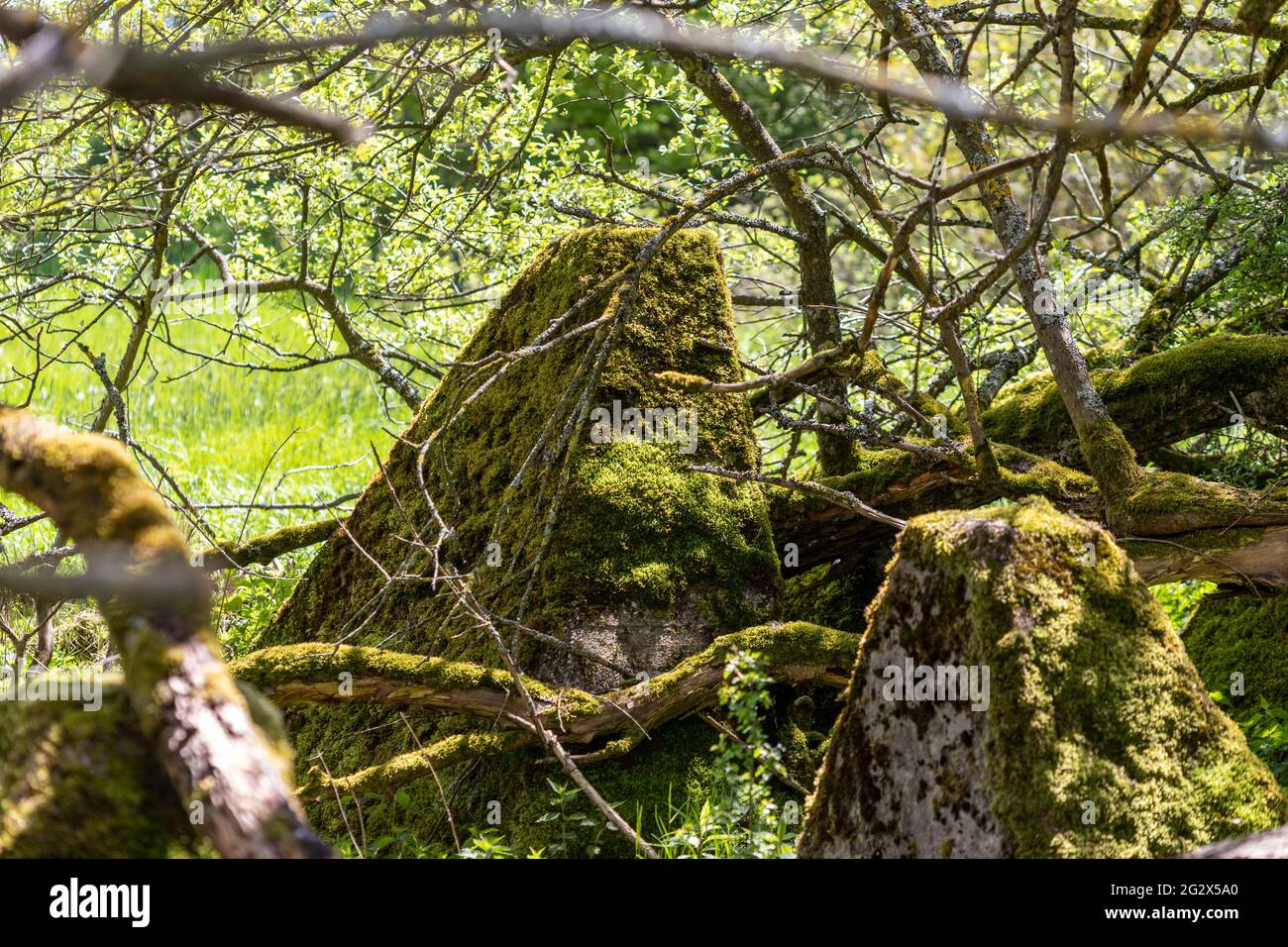 Nature reserve along the historic tank traps along the Westwall near ...