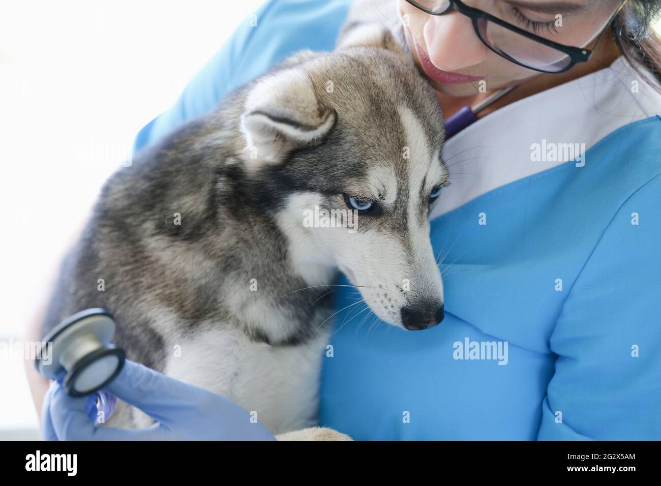 Vet stethoscope listening hi-res stock photography and images - Alamy