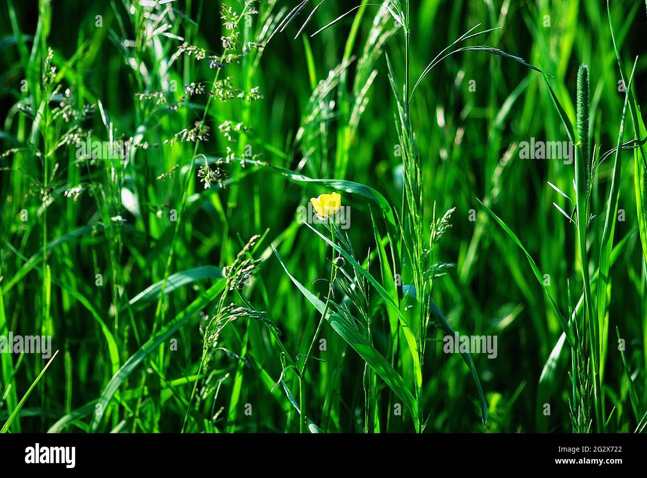 field grass with small flowers, in summer Stock Photo - Alamy