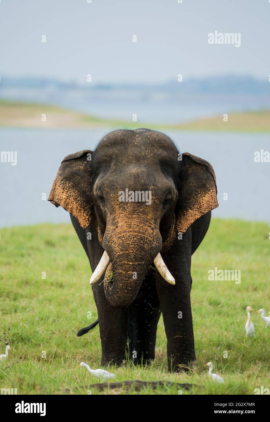 Tuskers of sri lanka hi-res stock photography and images - Alamy
