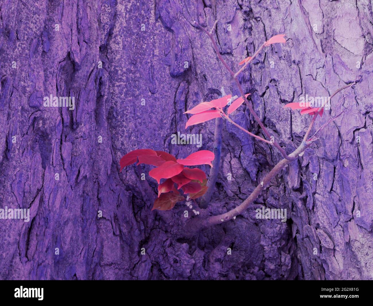 Pink color leaves growing from tree branch beautifully presented ...