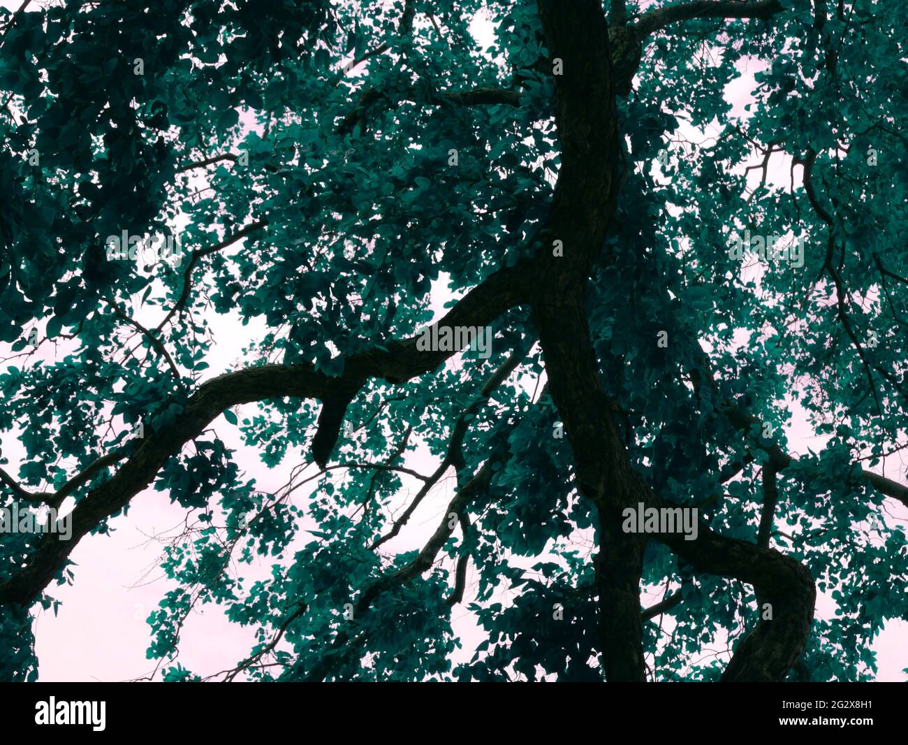 Tree branch down to up picture presenting greenish environment Stock ...