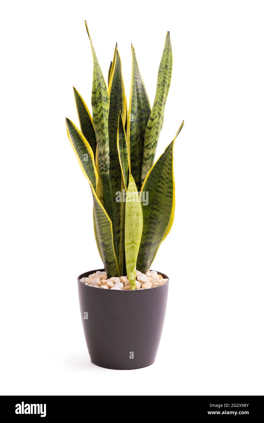 sansevieria or snake plant in pot isolated on white Stock Photo - Alamy