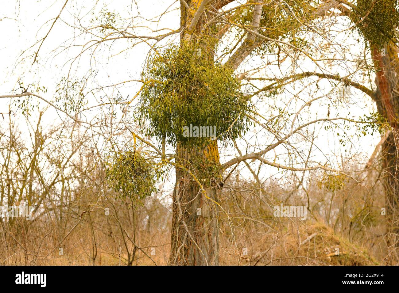 Parasite tree hi-res stock photography and images - Alamy