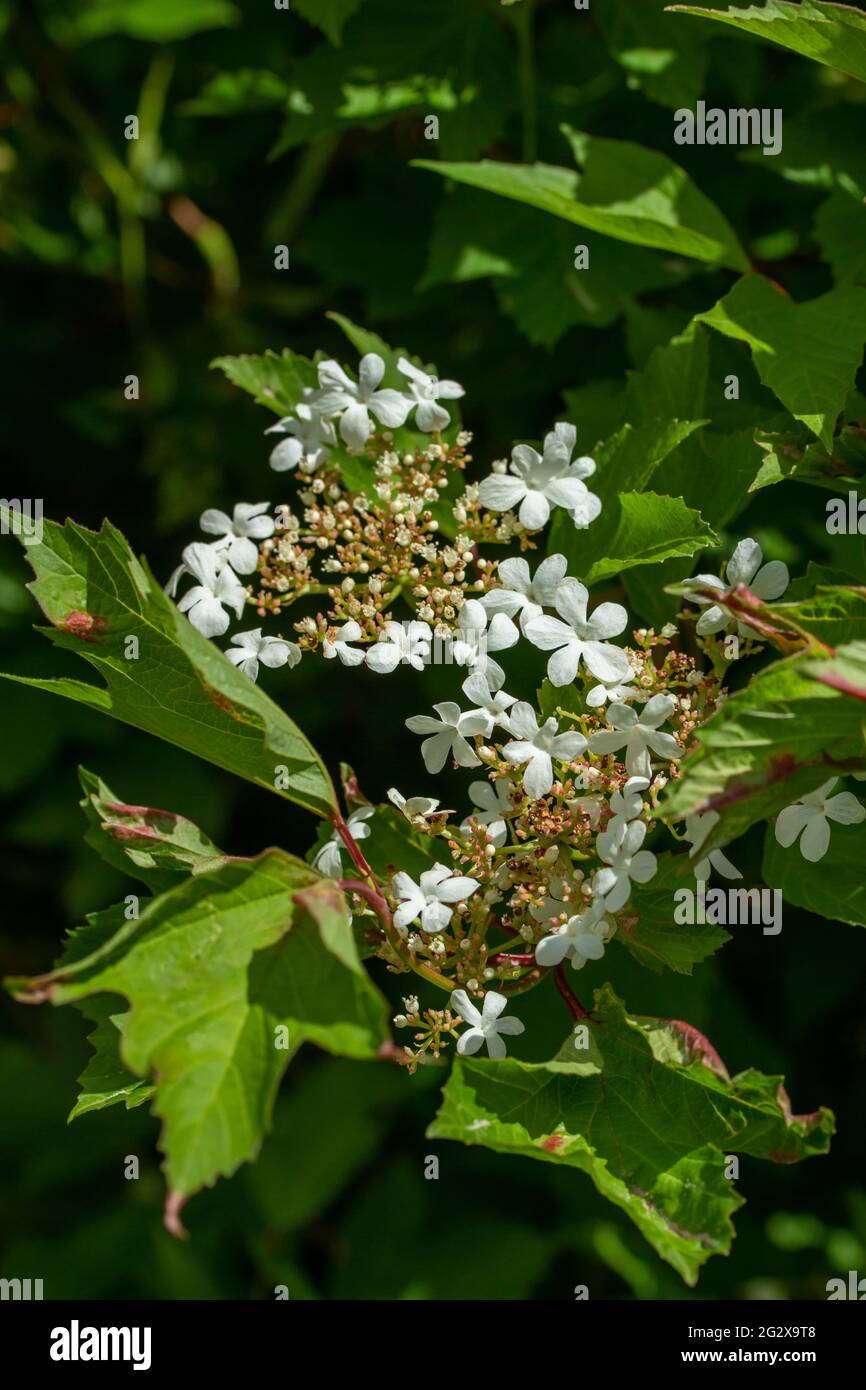 Full frame abstract texture background of white flower blossoms and ...
