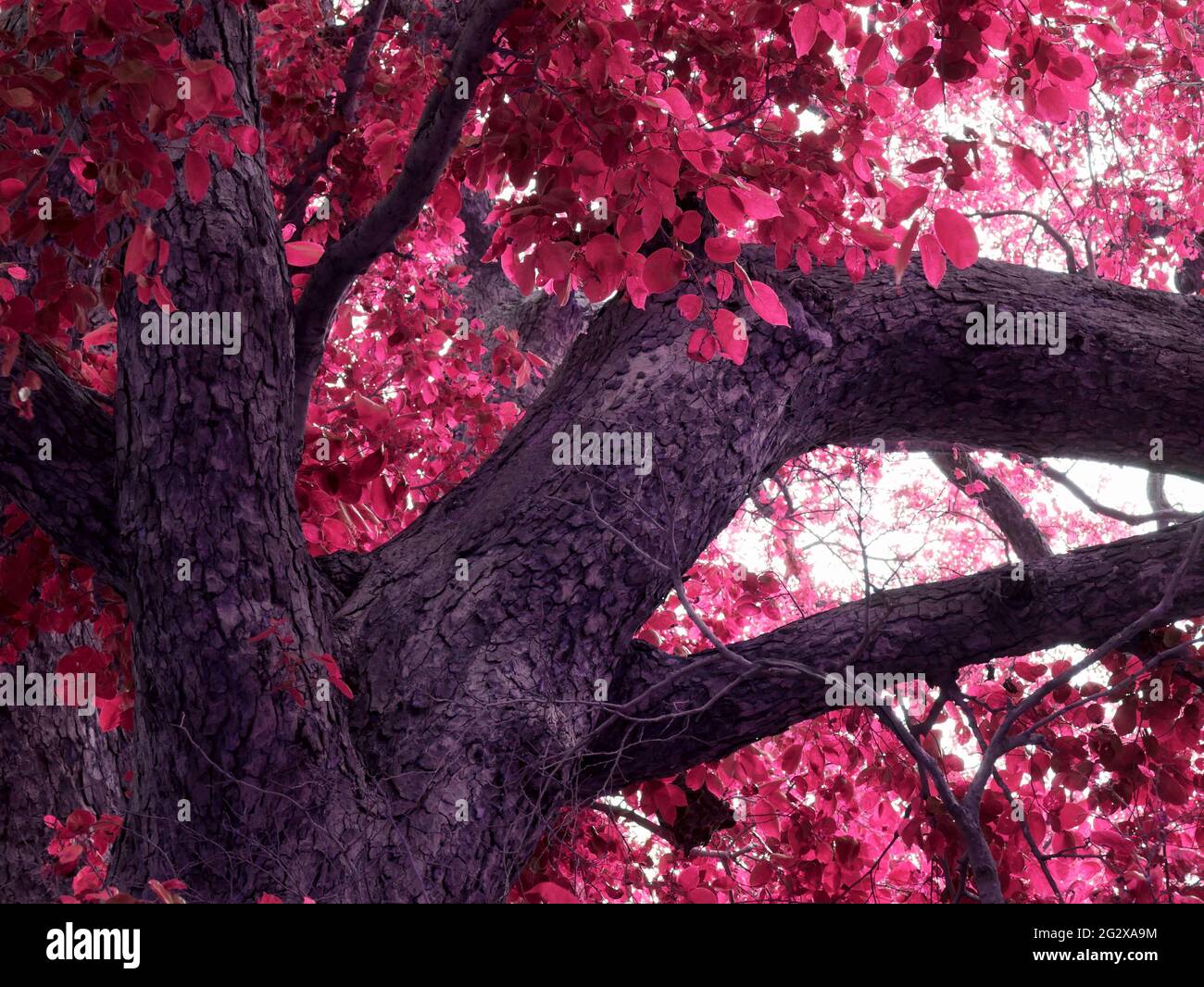 Beautiful natural pink color tree on side left down corner frame shot ...