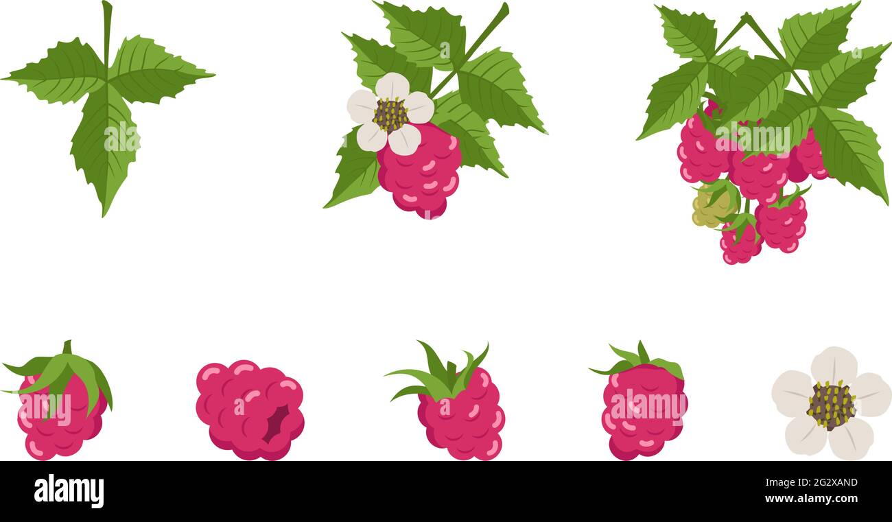Red raspberry green leaf Stock Vector Images - Alamy