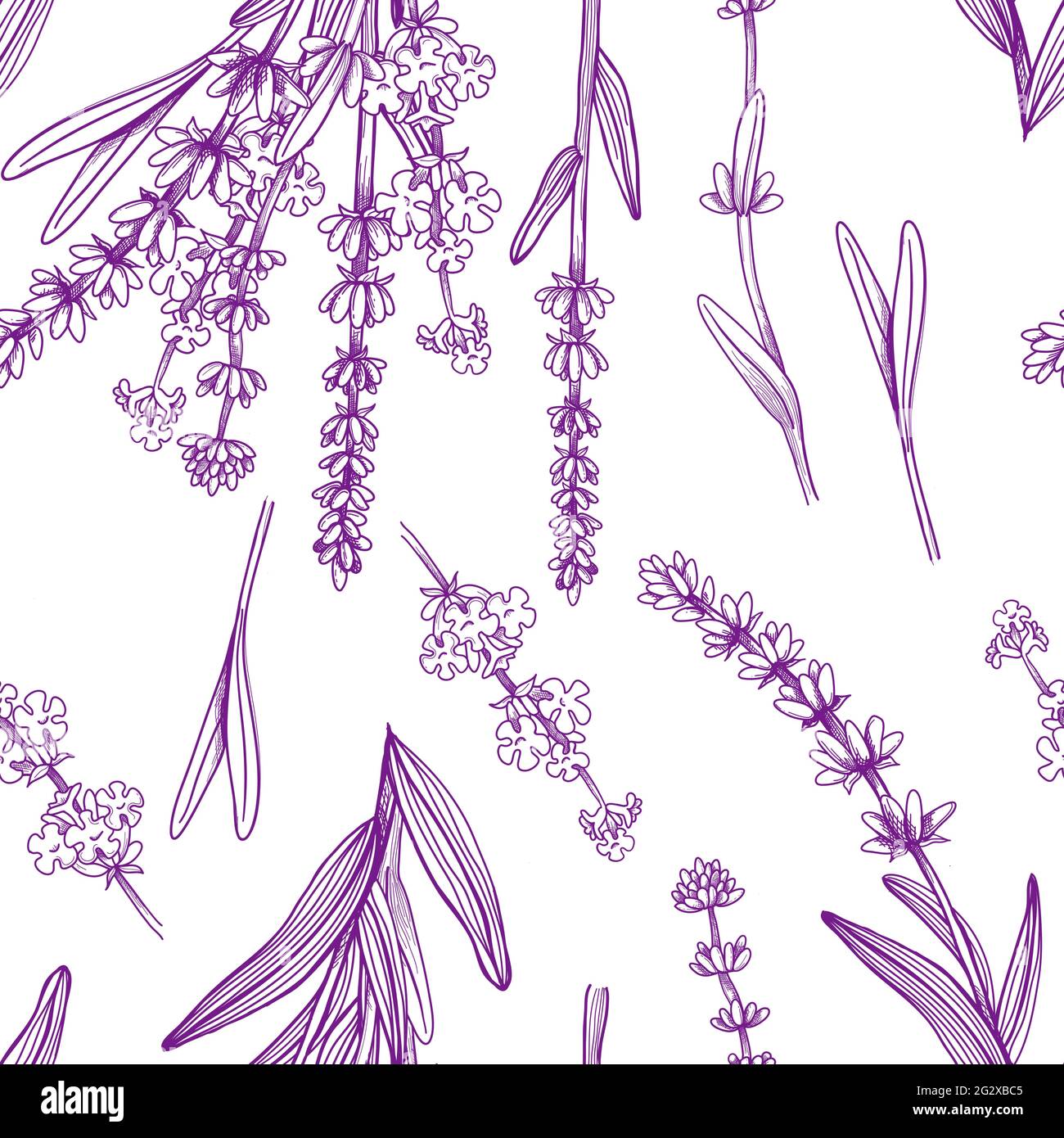 lavender seamless pattern. Vector outline illustration in hand drawn ...